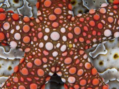 'Partial View of Colorful Sea Star Over a Sea Cucumber, Raja Ampat ...