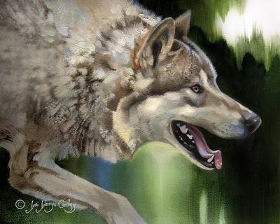 'Stalking Gray Wolf' Giclee Print - Joni Johnson-Godsy | AllPosters.com