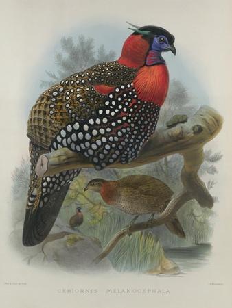 Crimson Bellied Tragopan, Engraved by M. & N. Hanhart, 1870-72 ...
