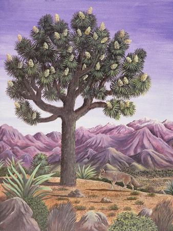 'Joshua Tree and Coyote, 1983' Giclee Print - Liz Wright | AllPosters.com
