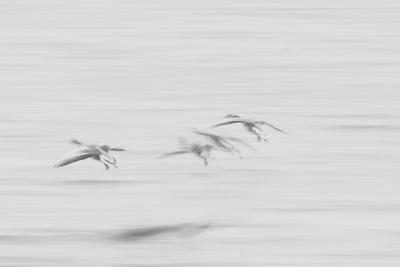 'Jostling to Get the Best Spot' Photographic Print - Jacob Berghoef ...