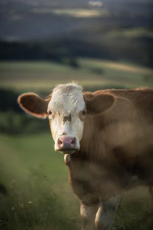 'Portrait of a Cow' Giclee Print - Ju Riker | AllPosters.com