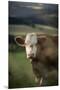 'Portrait of a Cow' Giclee Print - Ju Riker | AllPosters.com