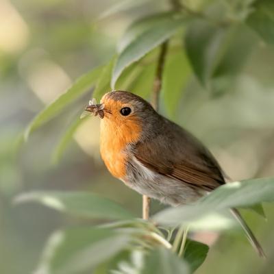 'Robin Wood' Giclee Print - Ju Riker | AllPosters.com