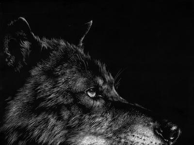 'Scratchboard Wolf I' Posters - Julie Chapman | AllPosters.com