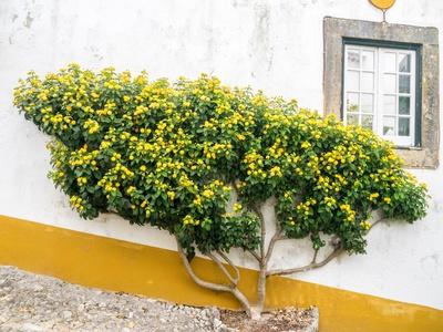 'Obidos, Portugal. Yellow flowering bush against the white wall of a ...