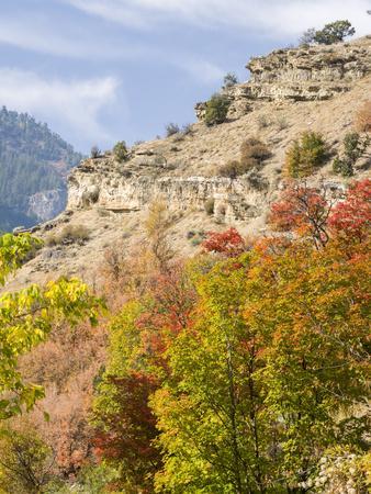 'USA, Utah. Fall color with aspens along Logan Canyon.' Photographic ...