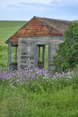 'Spring Mesquite Trees Growing in Wildflowers, Texas, USA' Photographic ...