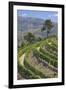 'Vineyards of the Douro Valley, Pinhao, Portugal' Photographic Print ...