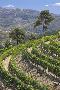 'Vineyards of the Douro Valley, Pinhao, Portugal' Photographic Print ...