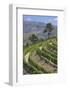 'Vineyards of the Douro Valley, Pinhao, Portugal' Photographic Print ...