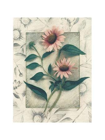 'Echinacea' Prints - Julie Nightingale | AllPosters.com