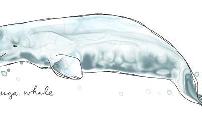 'Cetacea Beluga Whale' Poster - June Vess | AllPosters.com