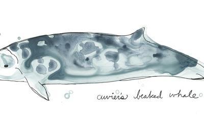 'Cetacea Cuviers Beaked Whale' Prints - June Vess | AllPosters.com