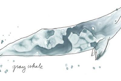 'Cetacea Gray Whale' Prints - June Vess | AllPosters.com