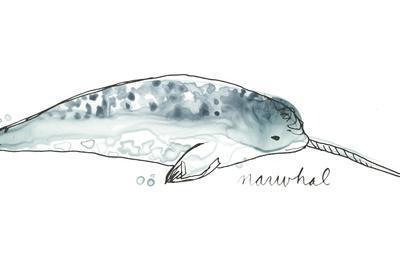 'Cetacea Narwhal' Prints - June Vess | AllPosters.com