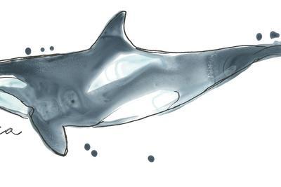 'Cetacea Orca Whale' Prints - June Vess | AllPosters.com