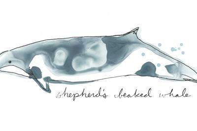 'Cetacea Shepherd's Beak Whale' Posters - June Vess | AllPosters.com