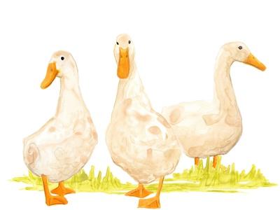 'Quack Squad II' Print - June Vess | AllPosters.com