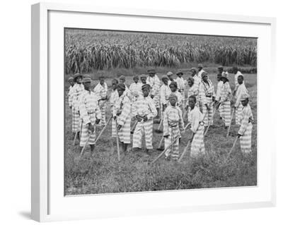 'Juvenile Southern Chain Gang Convicts at Work in the Fields, Ca. 1903 ...