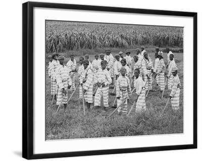 'Juvenile Southern Chain Gang Convicts at Work in the Fields, Ca. 1903 ...