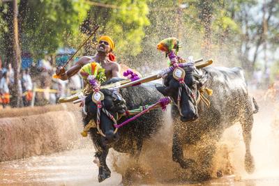 'Kambala, Traditional Buffalo Racing, Kerala, India' Photographic Print ...