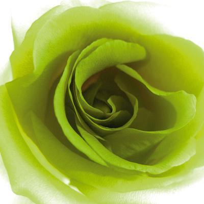 'Green Summer Petals' Giclee Print - Katja Marzahn | AllPosters.com