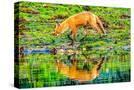 Katmai Peninsula, Alaska. Portrait of Alaskan red fox hunting among ...