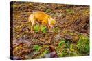 Katmai Peninsula, Alaska. Portrait of Alaskan red fox hunting among ...