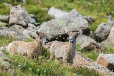 'Bighorn sheep, curious lambs overlooking the Colorado alpine country ...