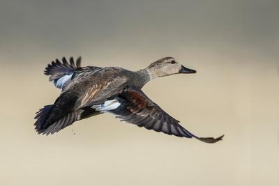 'Gadwall duck flying, Colorado wetlands, USA' Photographic Print - Ken ...
