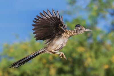 'Greater roadrunner short flight, USA, Arizona' Photographic Print ...