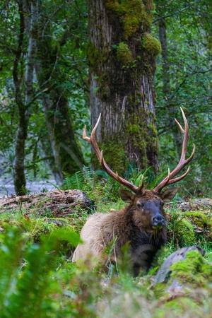 'Roosevelt bull elk, Pacific Northwest rainforest' Photographic Print ...
