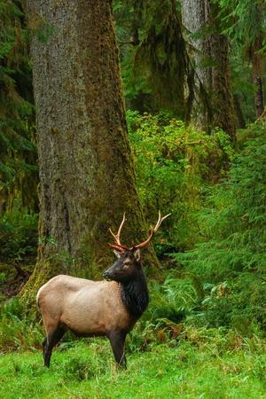 'Roosevelt bull elk, Pacific Northwest rainforest' Photographic Print ...