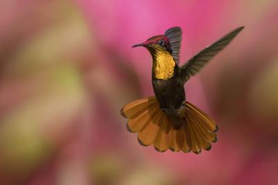 Ruby Topaz Hummingbird Photographic Print - Ken Archer | AllPosters.com