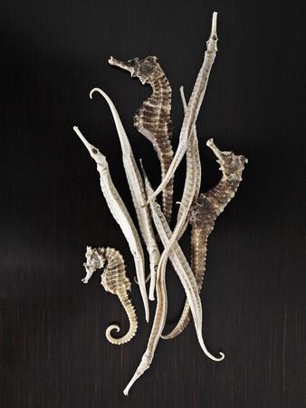 'Dried Seahorses' Photographic Print - Ken Seet | AllPosters.com
