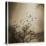 'Birds and Trees, Discovery Park' Photographic Print - Kevin Cruff ...