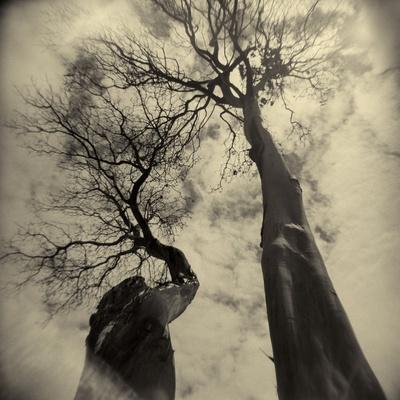 'Birds and Trees, Discovery Park' Photographic Print - Kevin Cruff ...