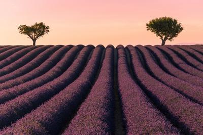 'Lavender field' Photographic Print - Kevin | AllPosters.com