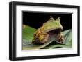 'Pacman Frog Or Toad' Photographic Print - kikkerdirk | AllPosters.com