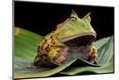'Pacman Frog Or Toad' Photographic Print - kikkerdirk | AllPosters.com