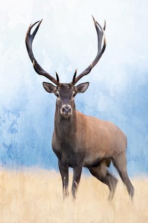 'Red Deer' Prints - Kimberly Allen | AllPosters.com