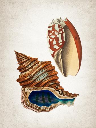 Vintage Shells 1 Prints - Kimberly Allen | AllPosters.com