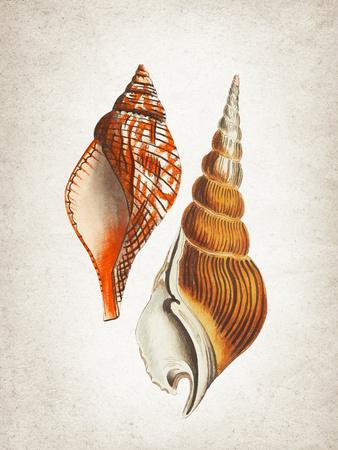 Vintage Shells 2 - Kimberly Allen | AllPosters.com