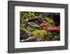 'Kinabalu giant red leech feeding on Kinabalu giant earthworm, on Mount ...