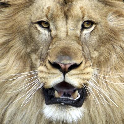 'King of the Forest' Photographic Print - Karen Williams | AllPosters.com