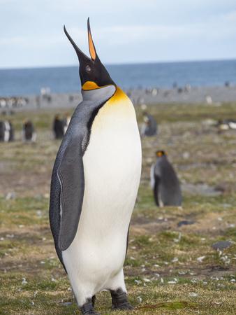 'King Penguin on the island of South Georgia, rookery in St. Andrews ...