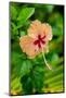'Kingdom of Tonga. Peach colored hibiscus flower.' Photographic Print ...