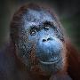 'Happy Smile Of The Bornean Orangutan (Pongo Pygmaeus)' Photographic ...