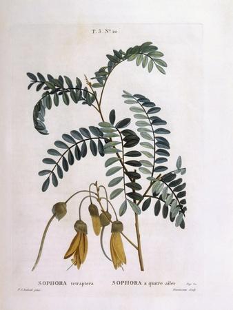 Kowhai (Sophora Tetraptera or Edwardsia Grandiflora) Giclee Print ...
